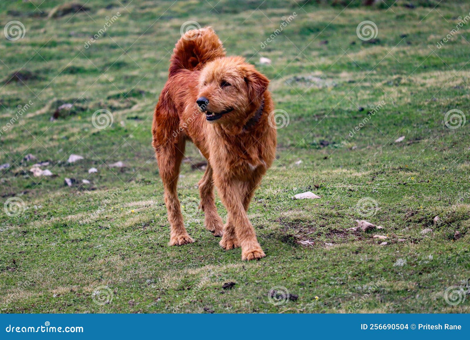 Brown Hairy Wild Dog in Himalayan Mountains Stock Photo - Image of wild ...
