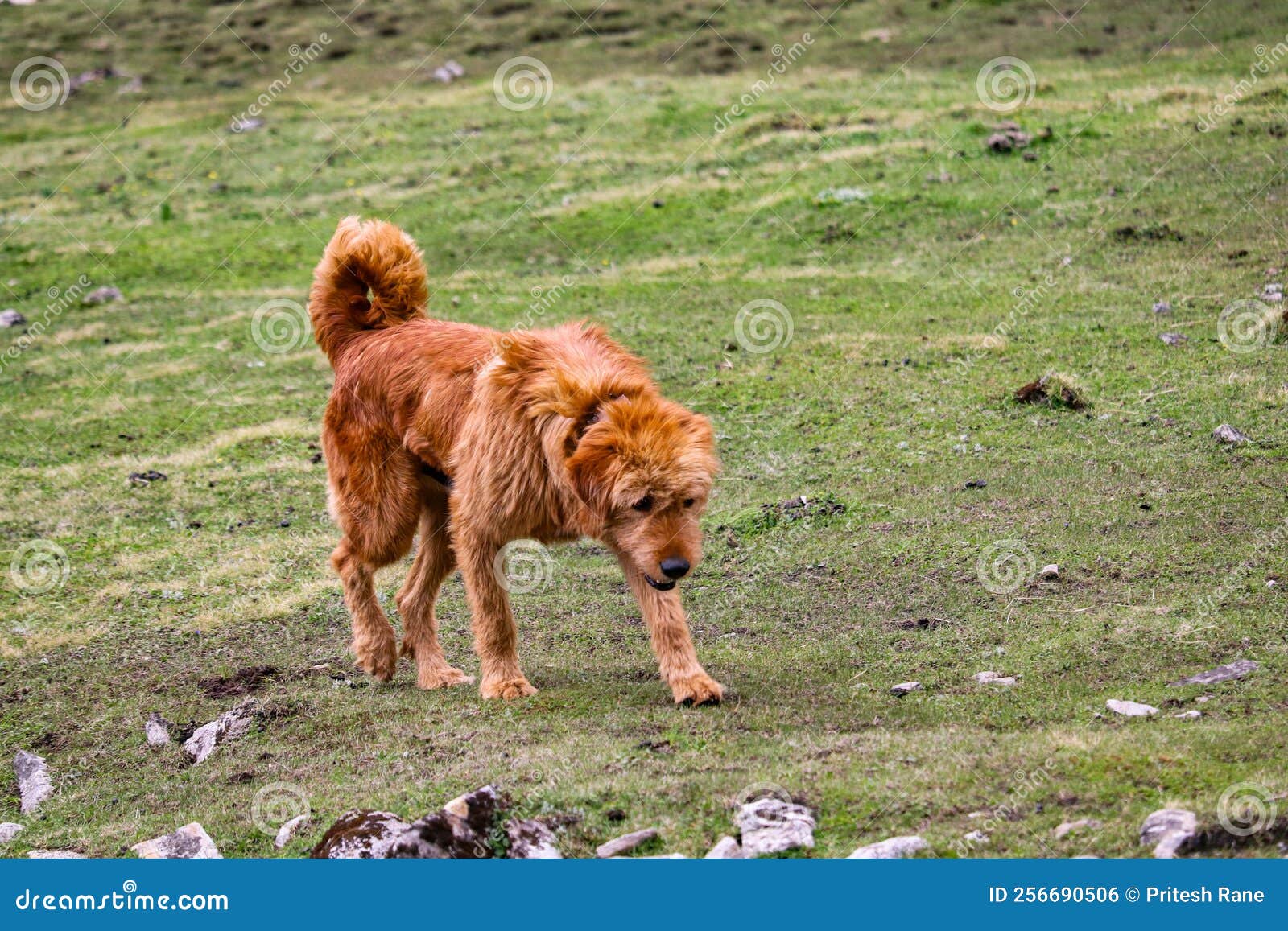 Brown Hairy Wild Dog in Himalayan Mountains Stock Photo - Image of ...