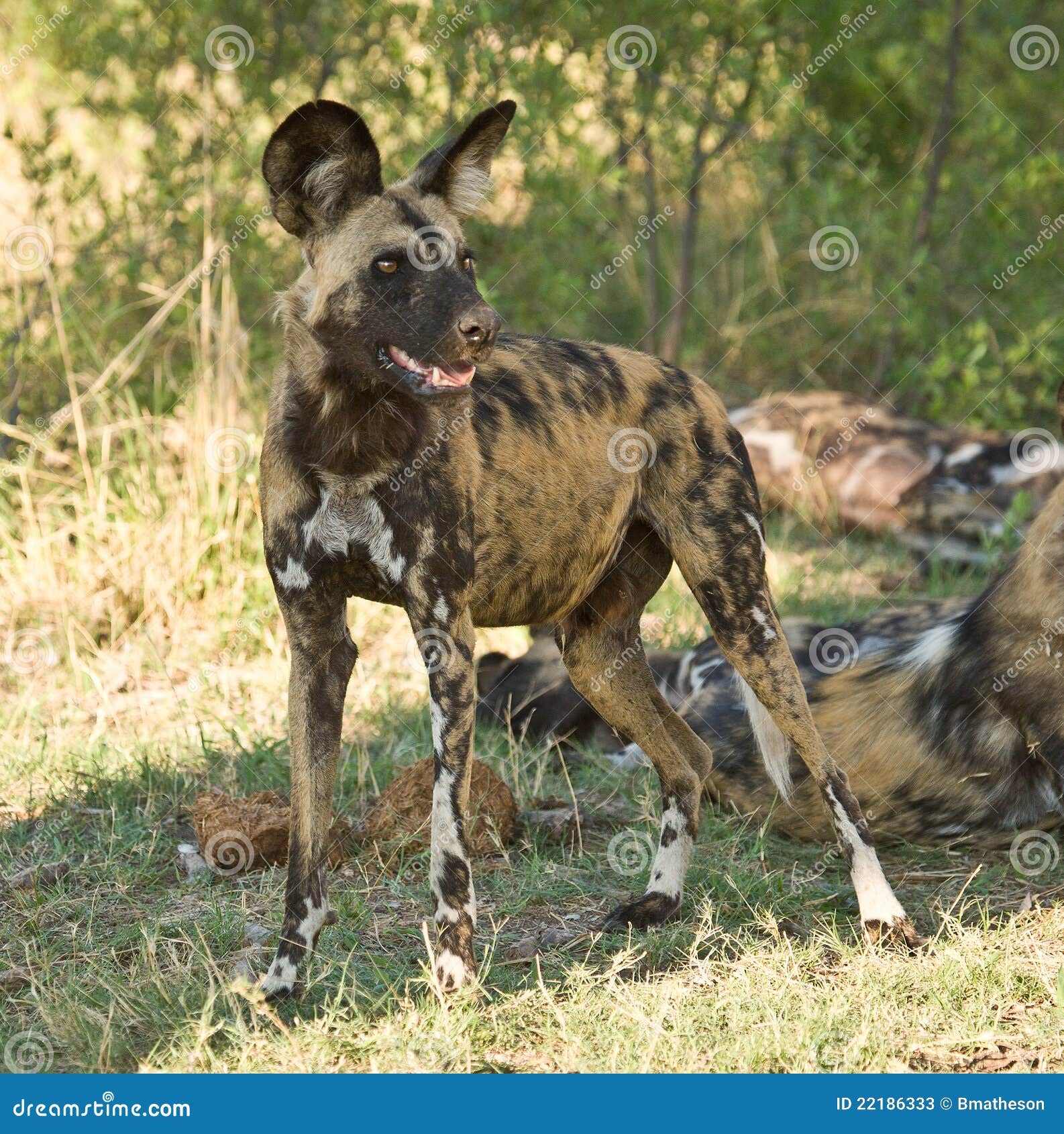 Wild Dog portrait stock image. Image of natural, camp - 22186333