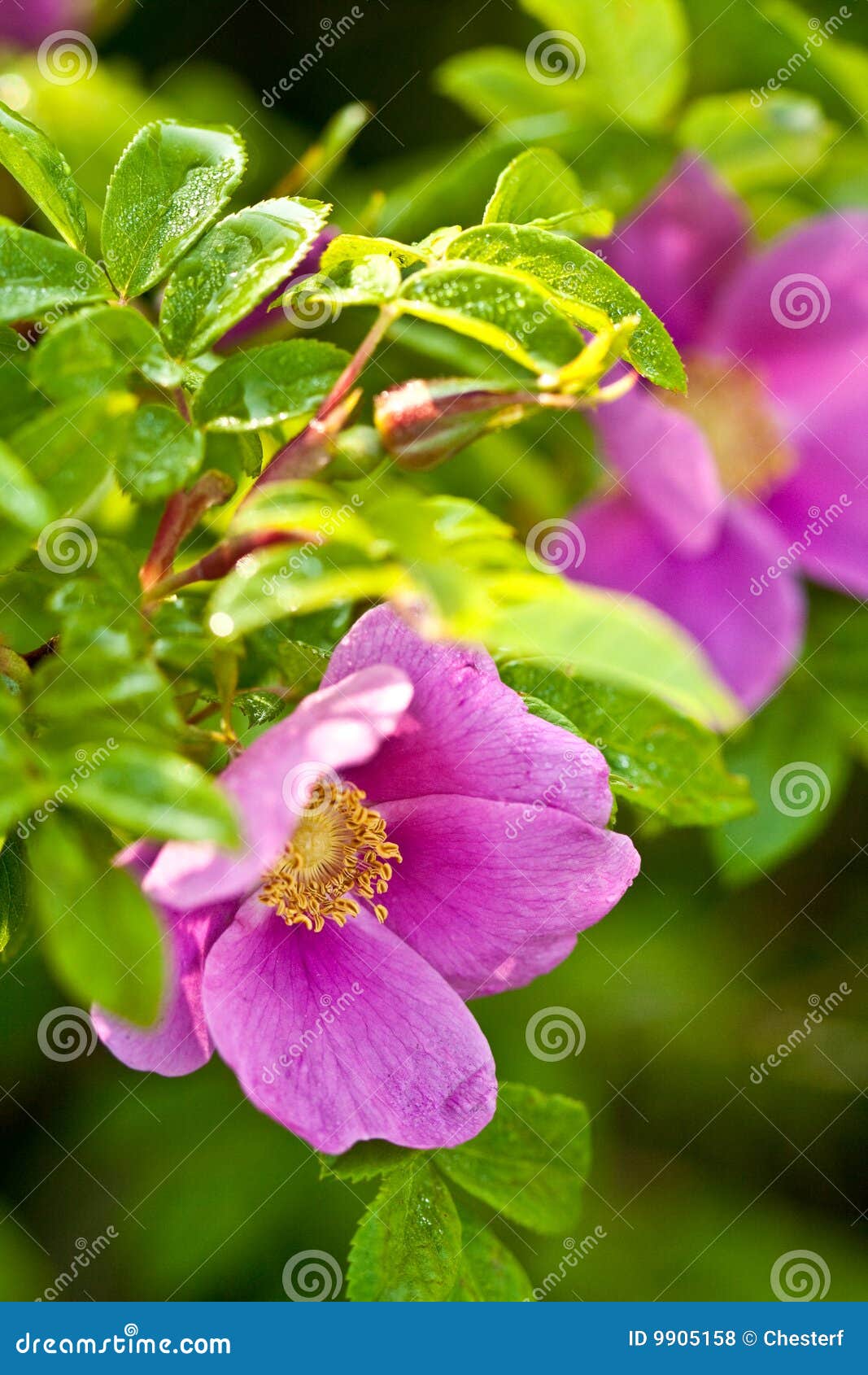 Wild dog rose macro stock photo. Image of outdoor, wild - 9905158