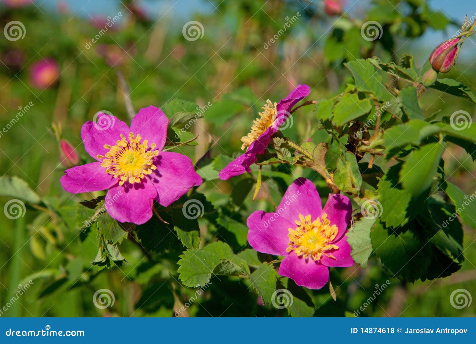 Wild dog roses stock photo. Image of purple, area, flora - 14874618