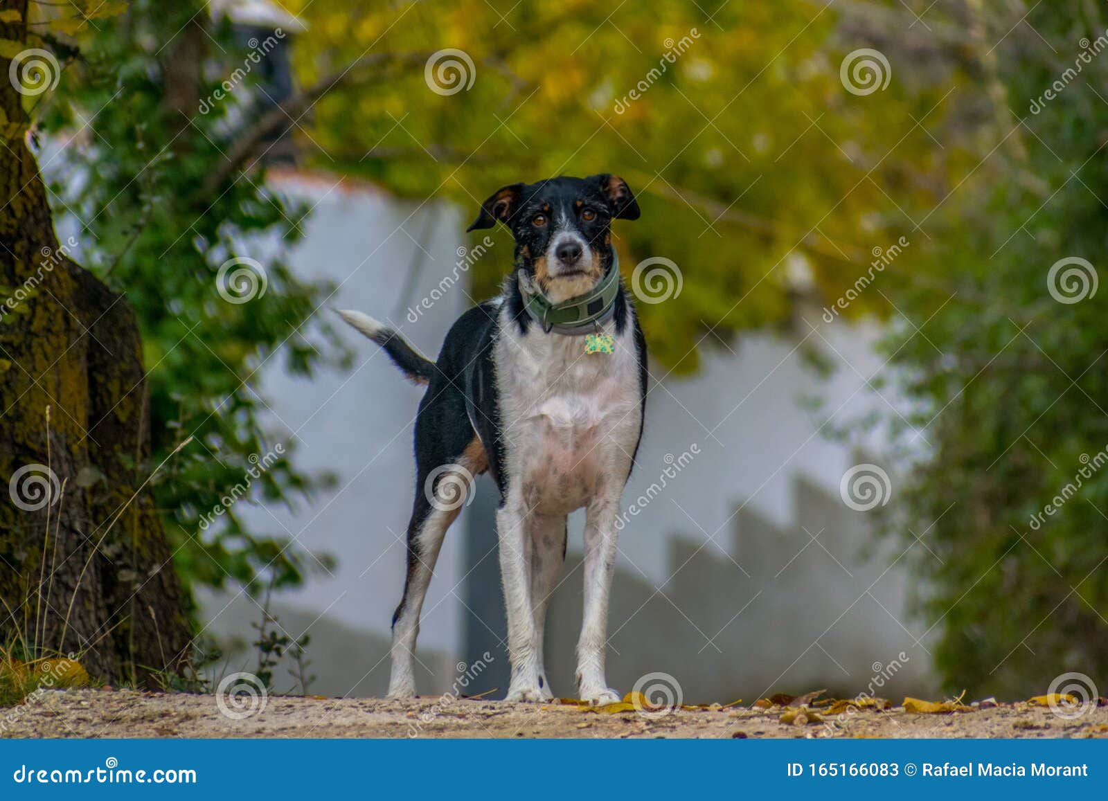 Wild Dog Running Posing in the Forest Stock Image - Image of nature ...