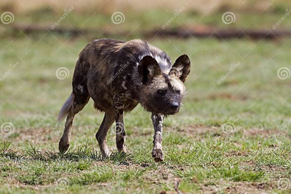 Wild dog stalking stock image. Image of southern, wild - 26736143