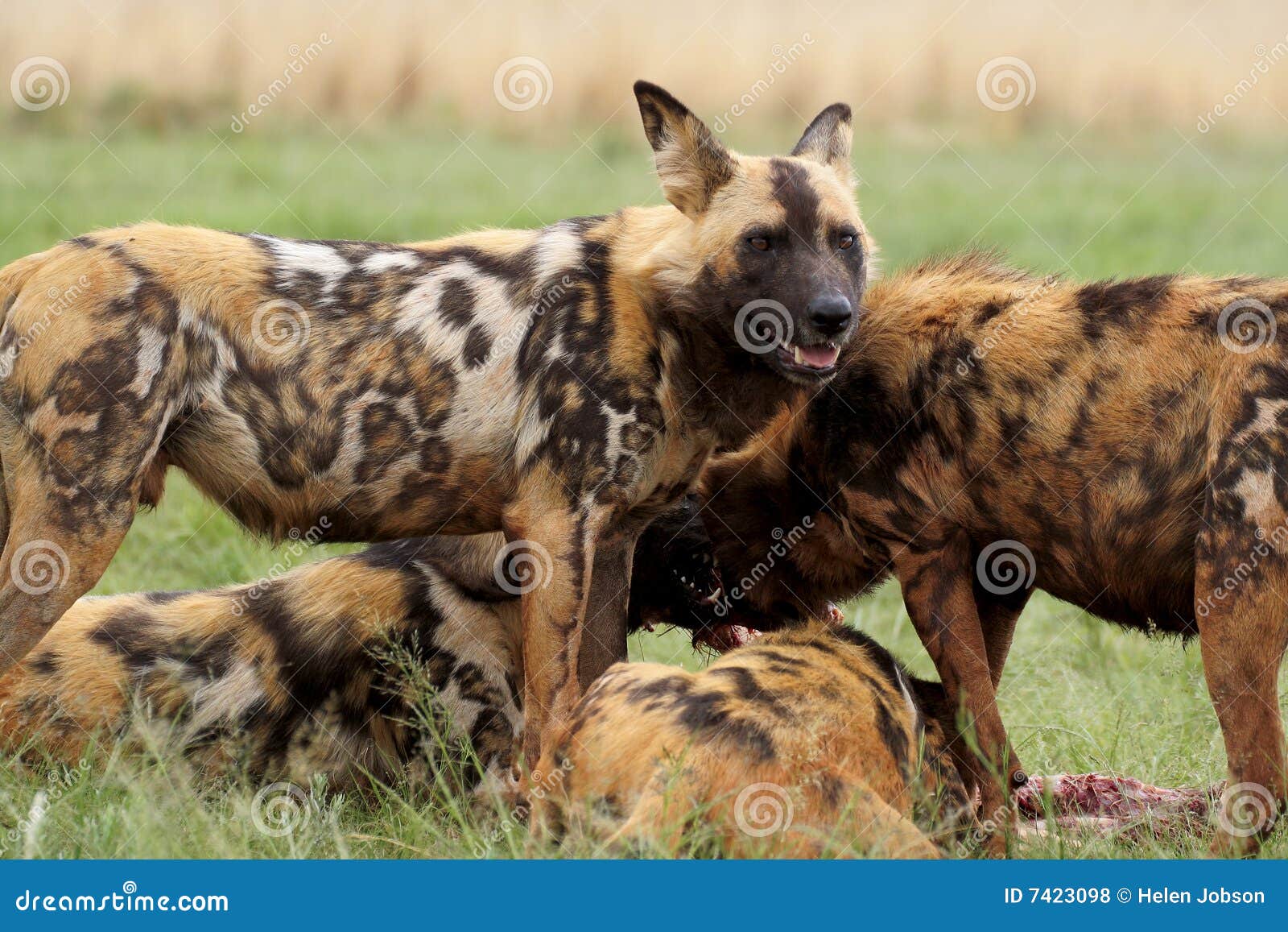 Wild Dogs Feeding, I Ll Stand Guard Stock Photo - Image of reserve ...