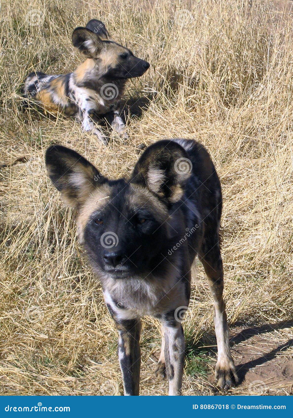 Wild Dogs in Namibia stock photo. Image of nature, hunter - 80867018