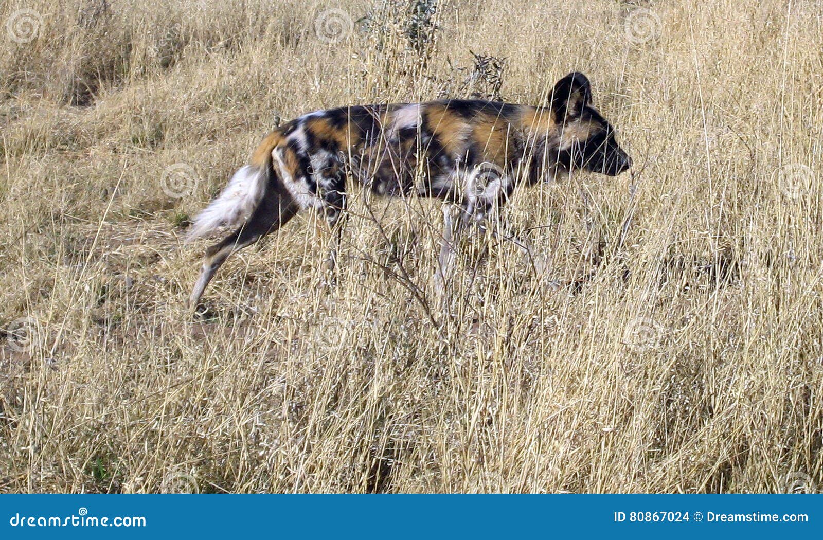 Wild Dogs in Namibia stock photo. Image of wildlife, furry - 80867024