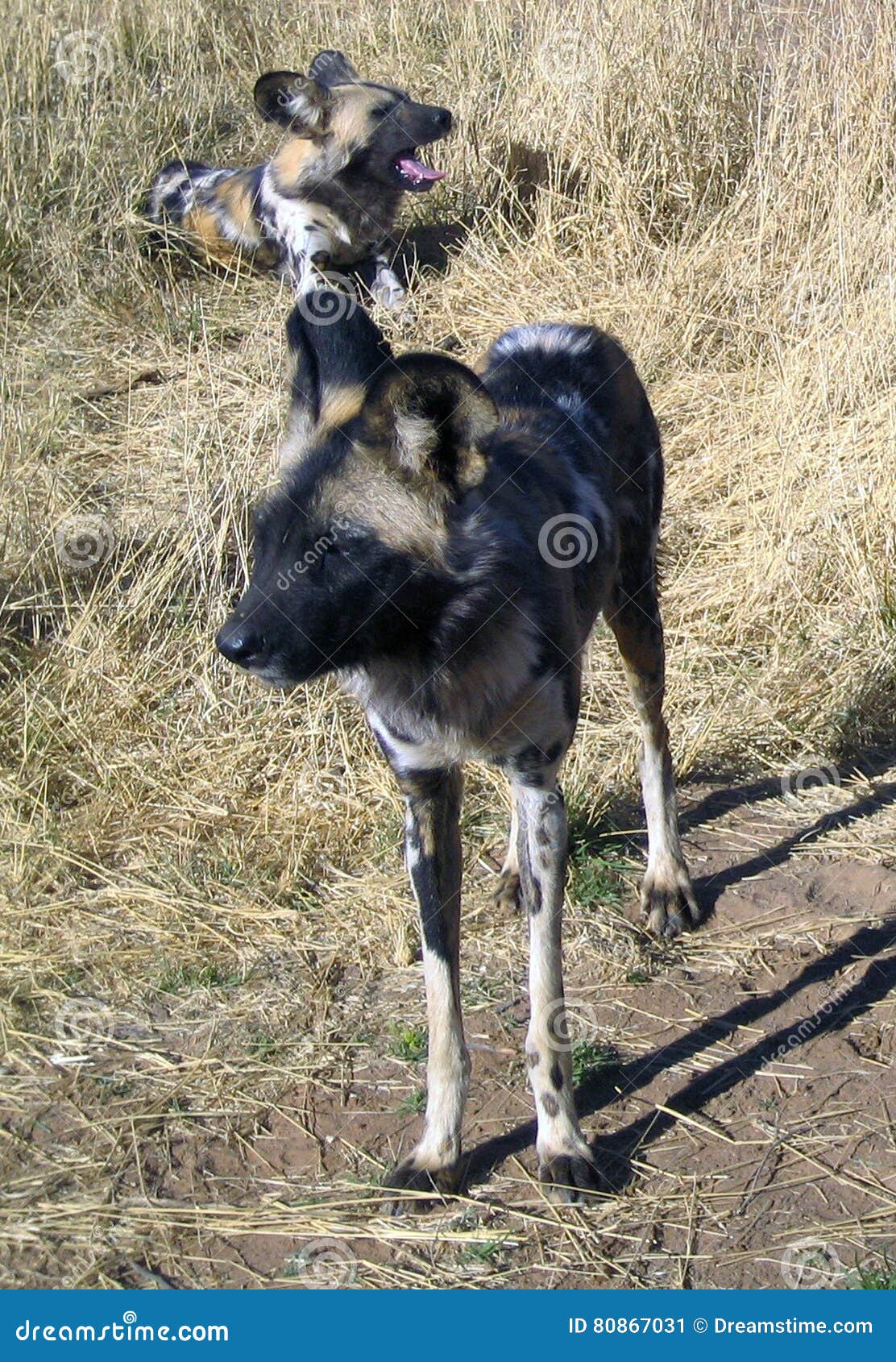 Wild Dogs in Namibia stock image. Image of mammal, canine - 80867031