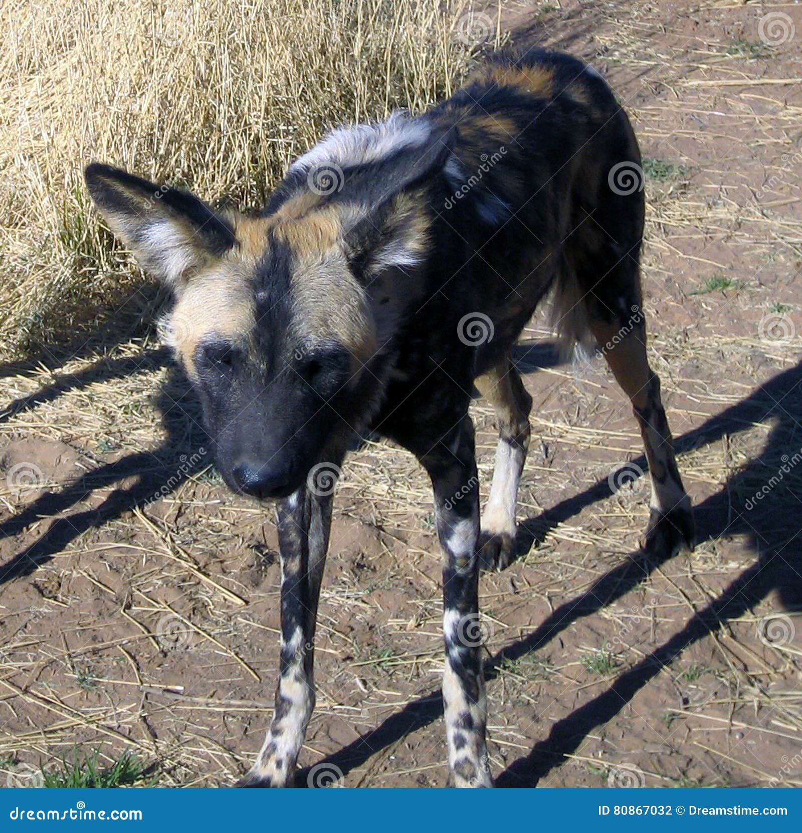 Wild Dogs in Namibia stock photo. Image of mammal, furry - 80867032