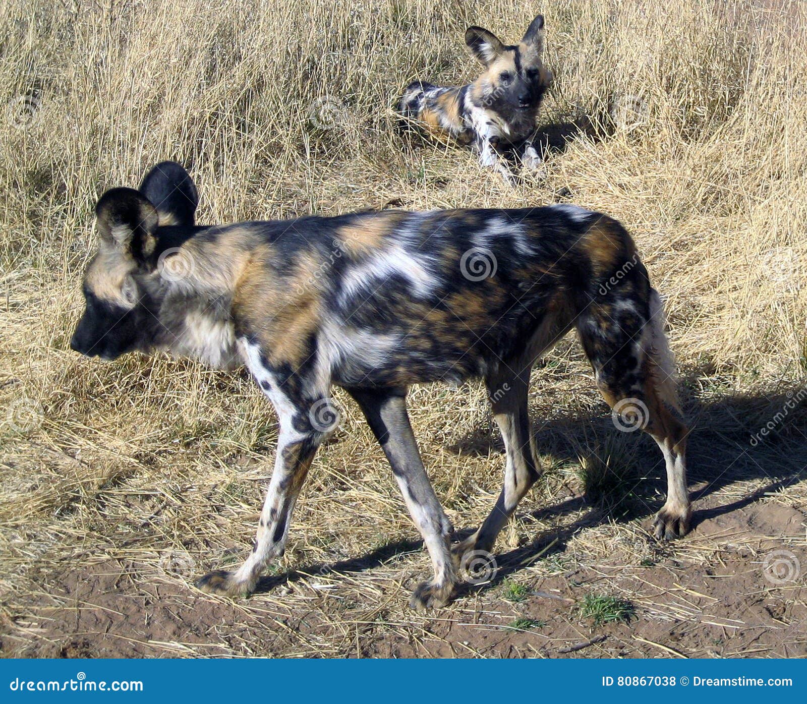 Wild Dogs in Namibia stock photo. Image of mammal, nature - 80867038