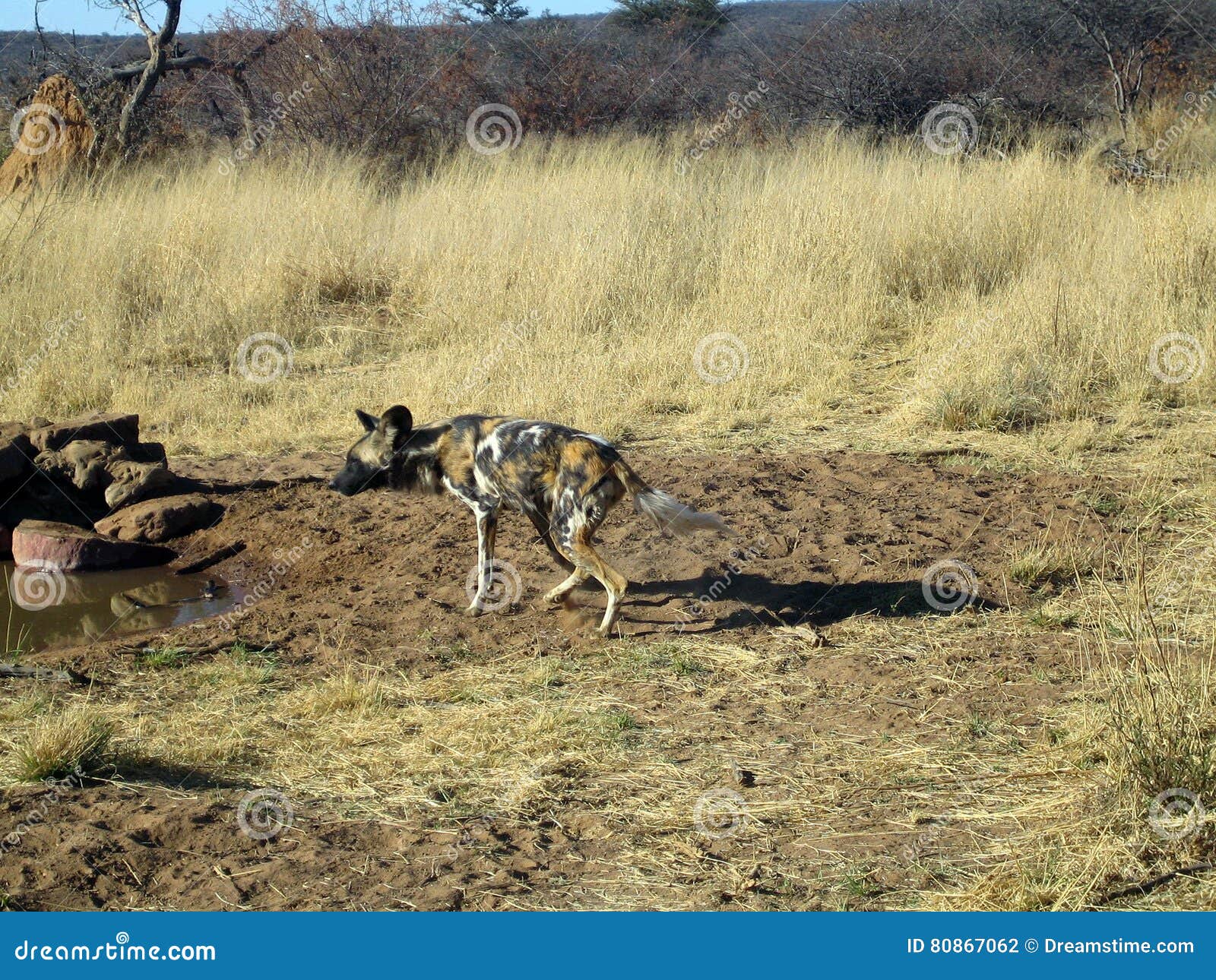 Wild Dogs in Namibia stock photo. Image of african, namibia - 80867062
