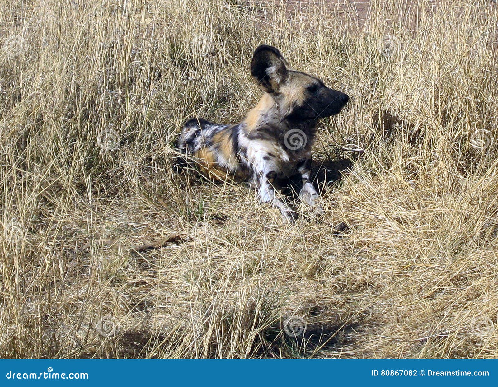 Wild Dogs in Namibia stock photo. Image of african, nature - 80867082