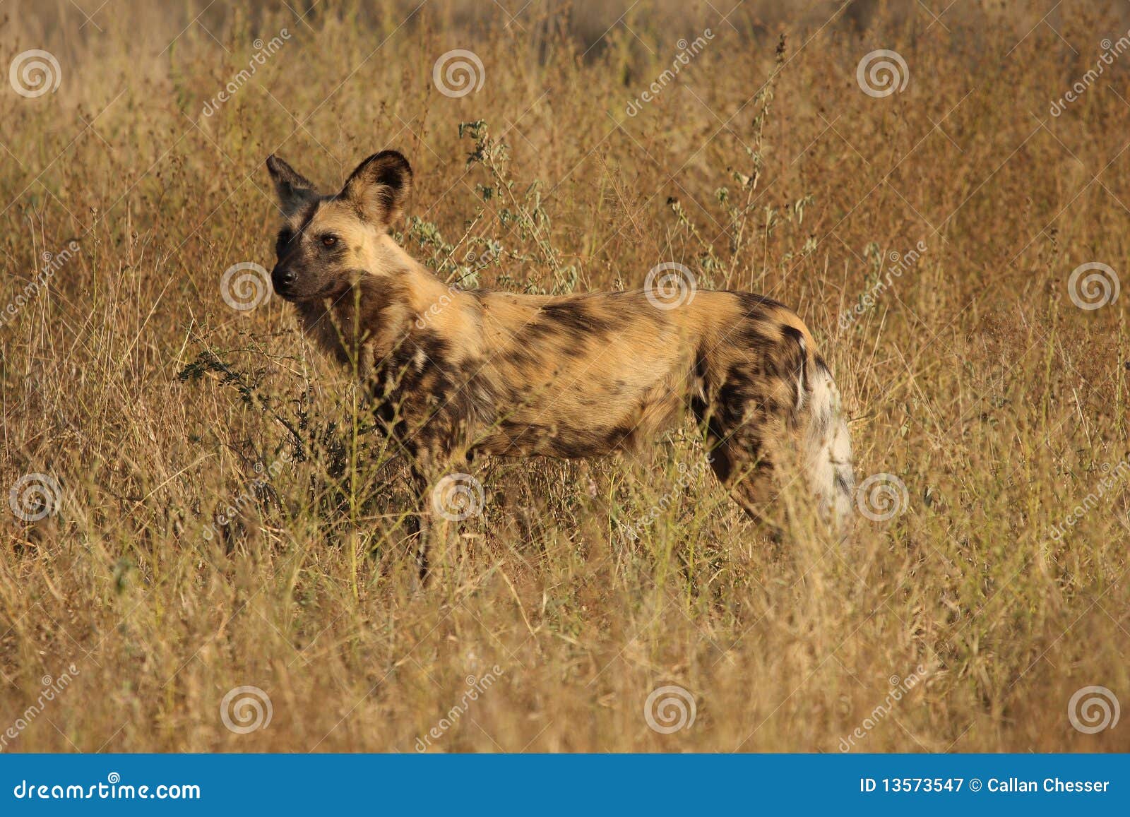 Wild dogs in South Africa stock image. Image of wilddog - 13573547