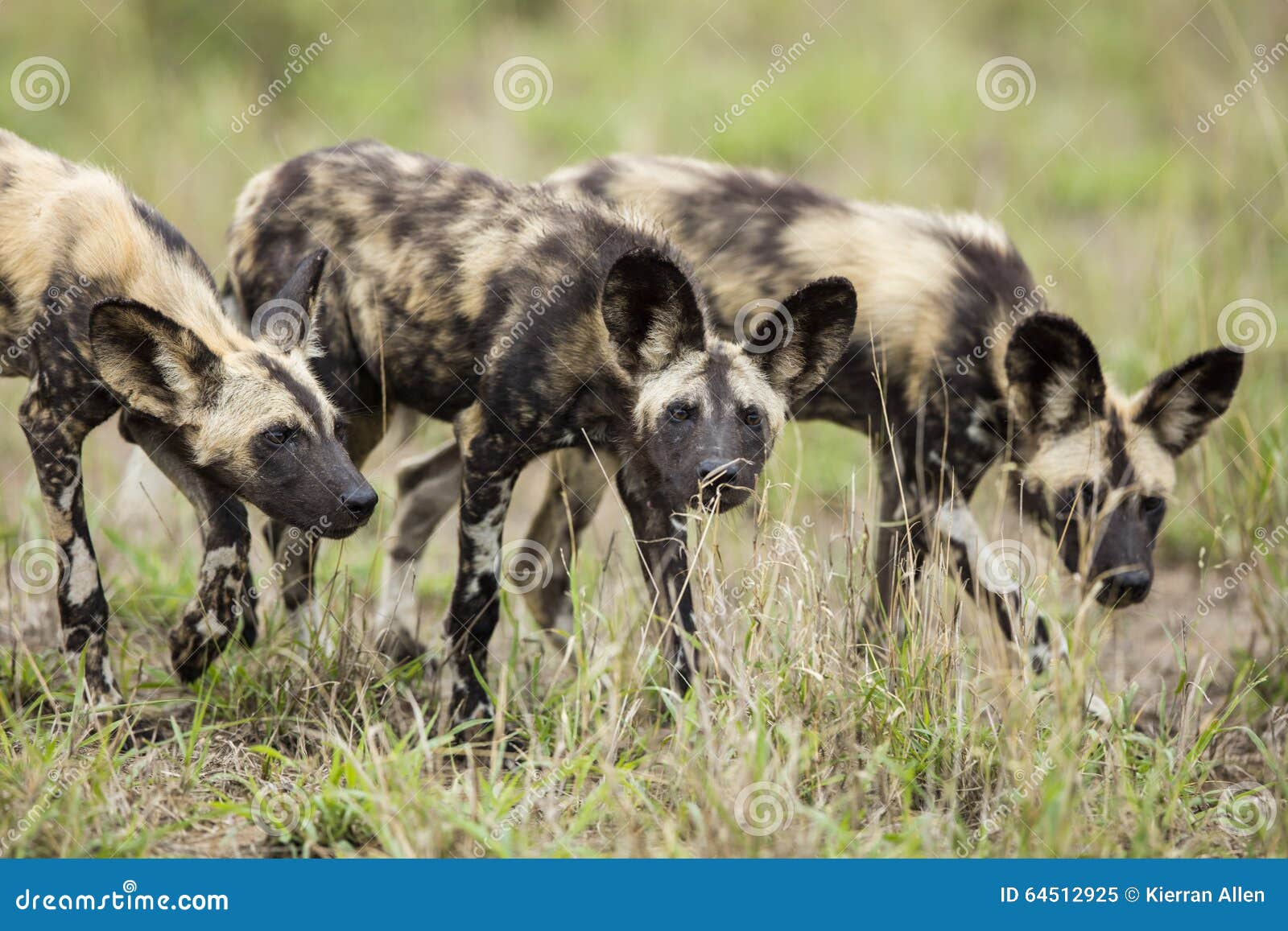 Wild Dogs South Africa stock image. Image of green, animal - 64512925
