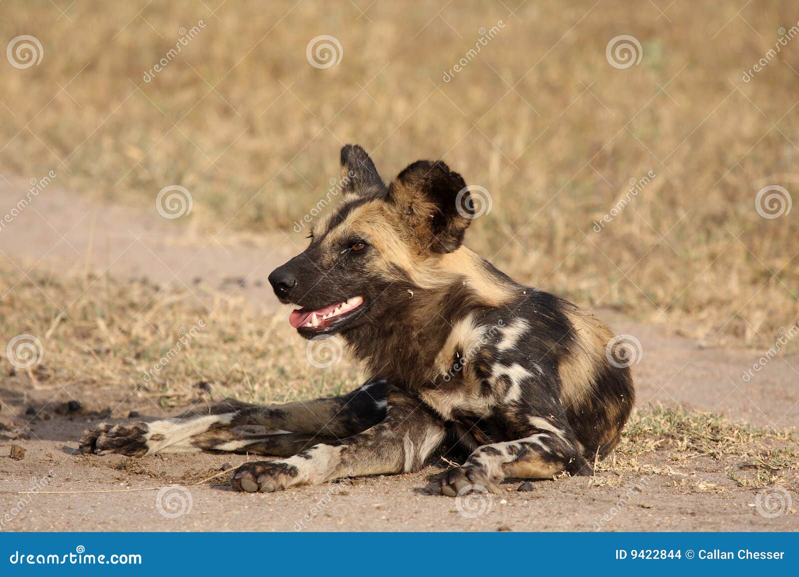 Wild dogs in South Africa stock photo. Image of african - 9422844