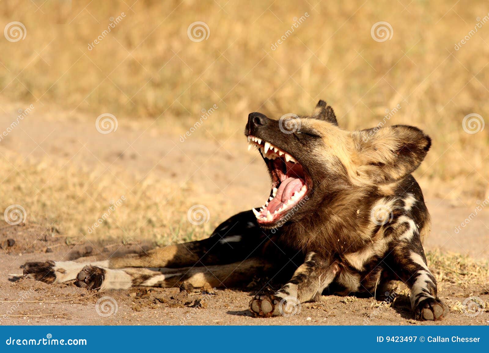 Wild dogs in South Africa stock image. Image of sand, ears - 9423497