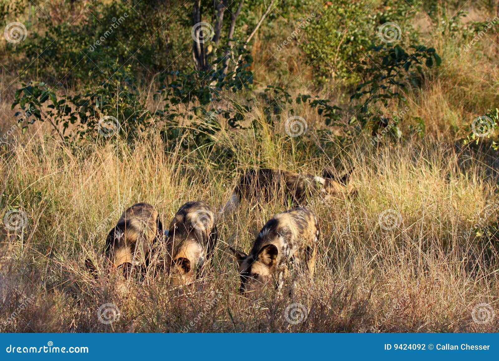 Wild dogs in South Africa stock photo. Image of sand, ears - 9424092