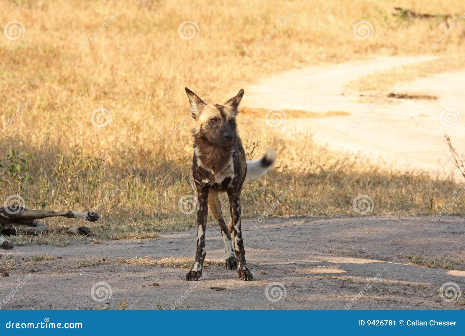 Wild dogs in South Africa stock image. Image of pack, wild - 9426781