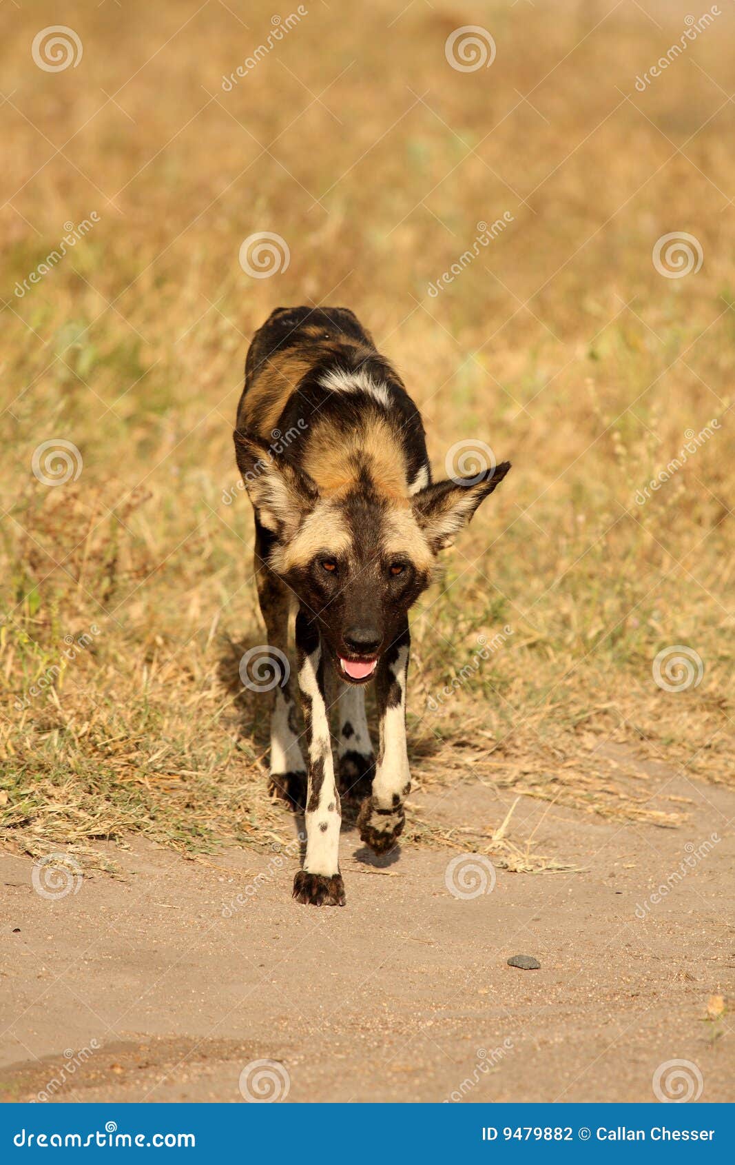 Wild dogs in South Africa stock photo. Image of pack, wildlife - 9479882