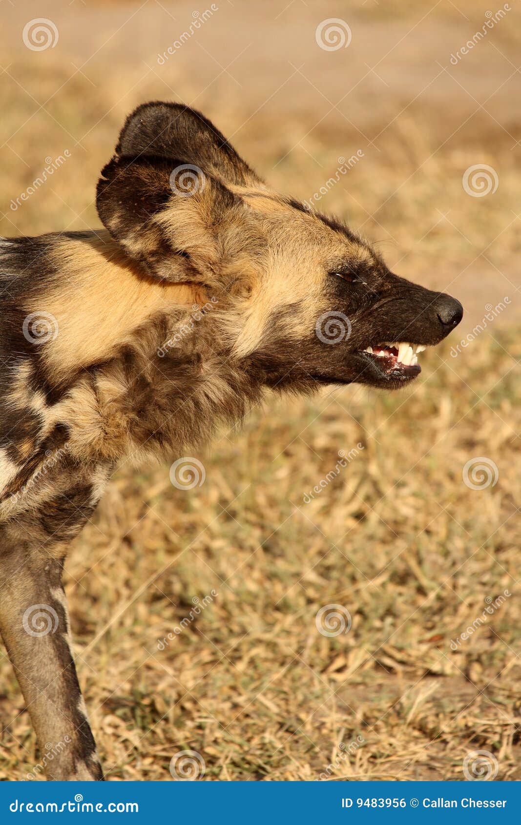 Wild dogs in South Africa stock photo. Image of pack, wilddog - 9483956