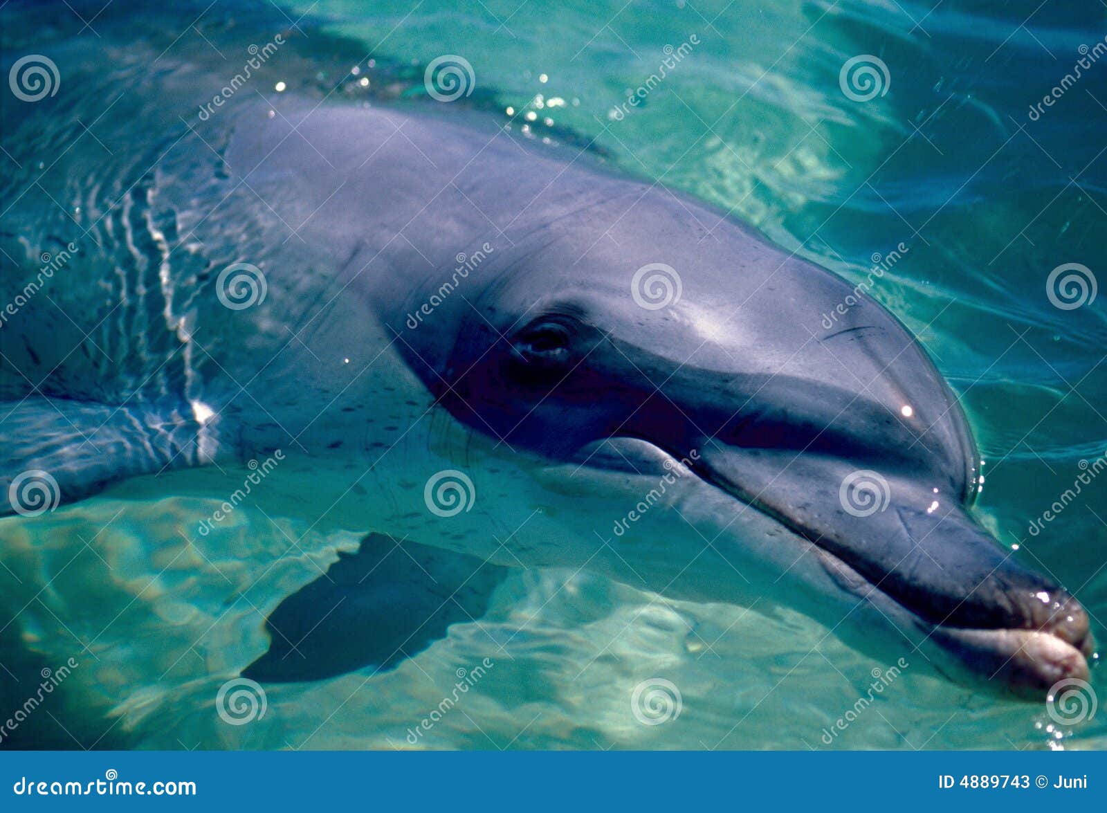 Wild dolphin close-up stock image. Image of connection - 4889743