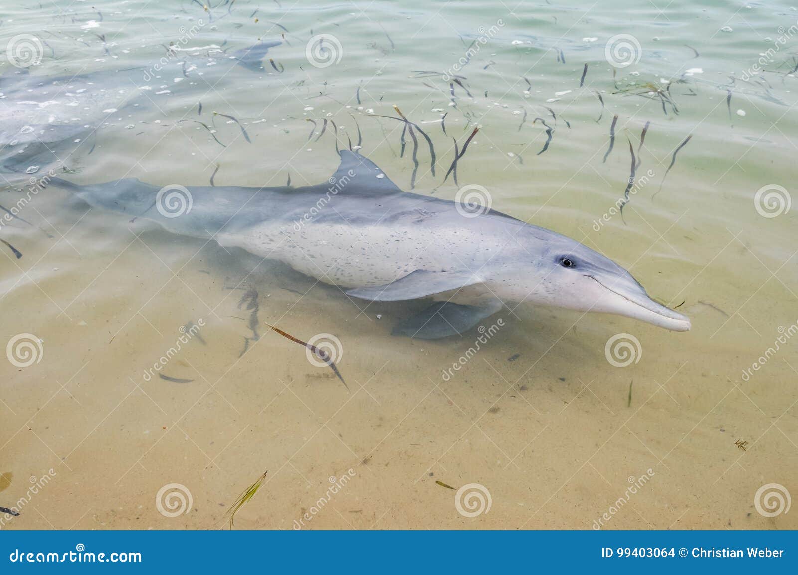 Royalty Free Images, Cartoons, Illustrations And Photos Designed By ...