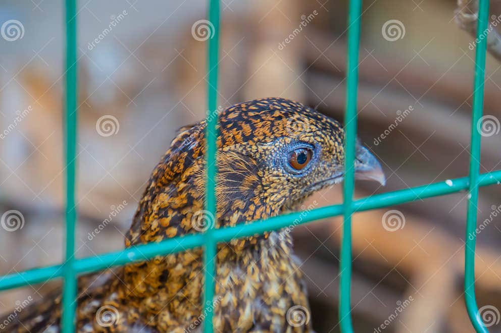 Wild Domestic Common Quail Coturnix Coturnix Or European Quail Is A Small Ground Nesting