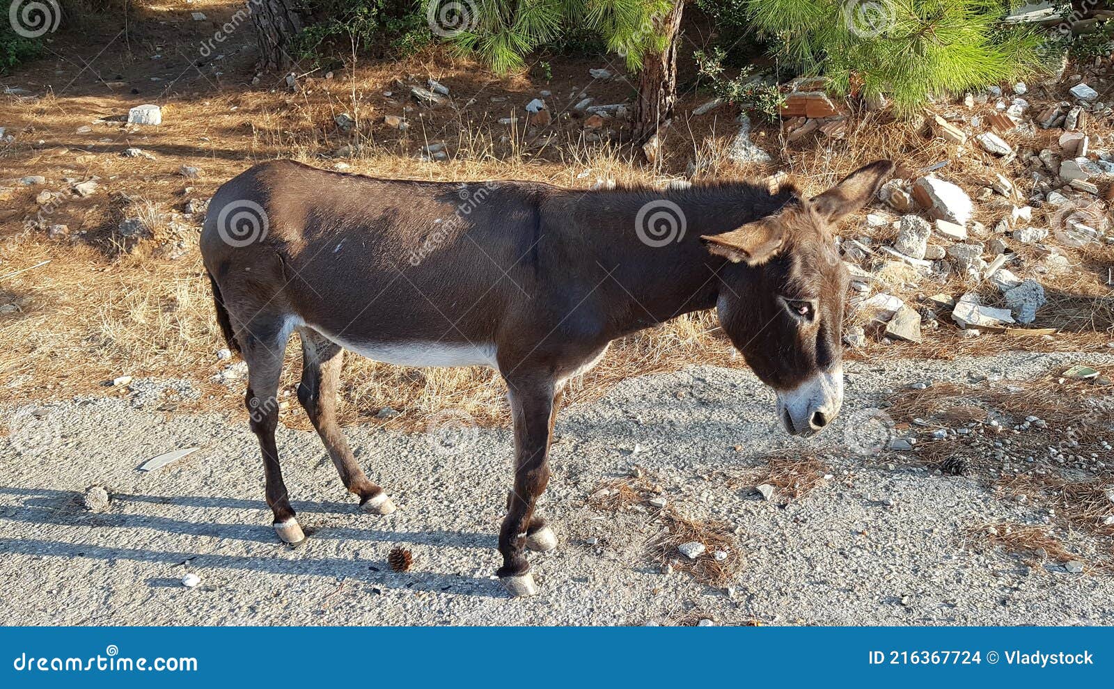 Wild Donkey in Bodrum, Mugla, Turkey Stock Photo - Image of tourism ...
