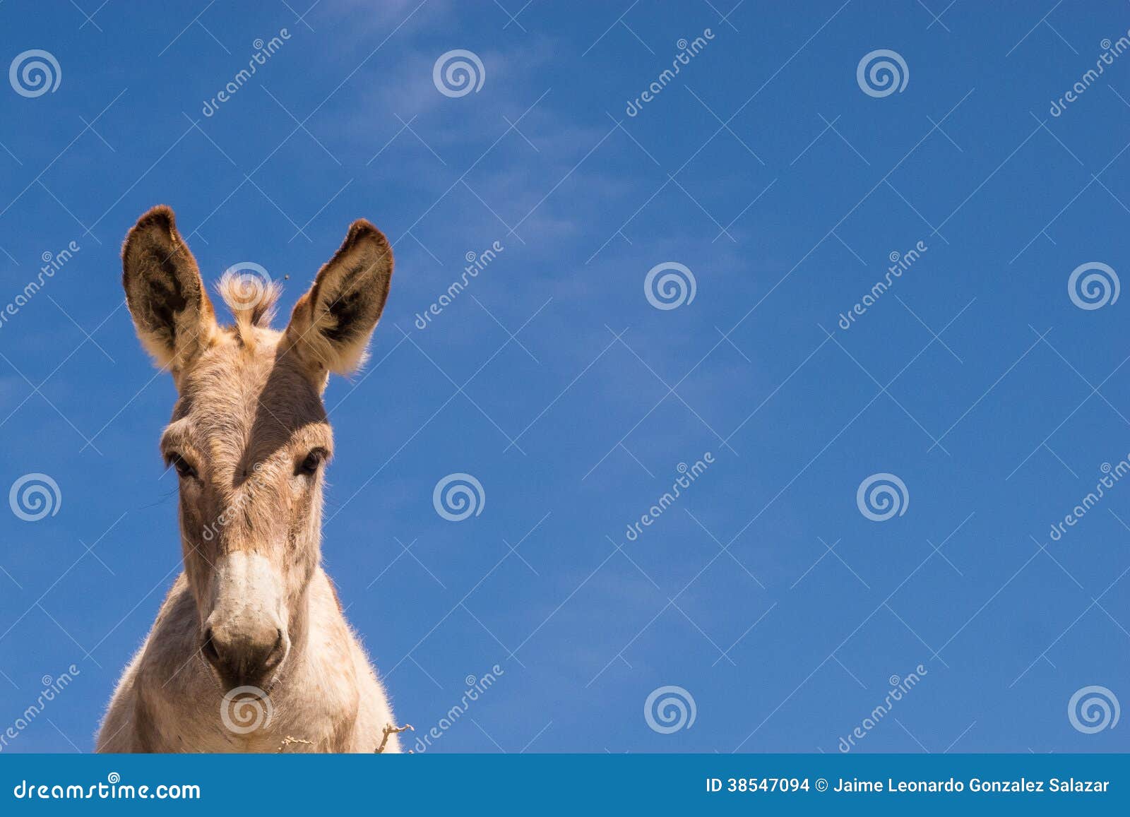 Wild donkey stock photo. Image of remote, rural, reddish - 38547094
