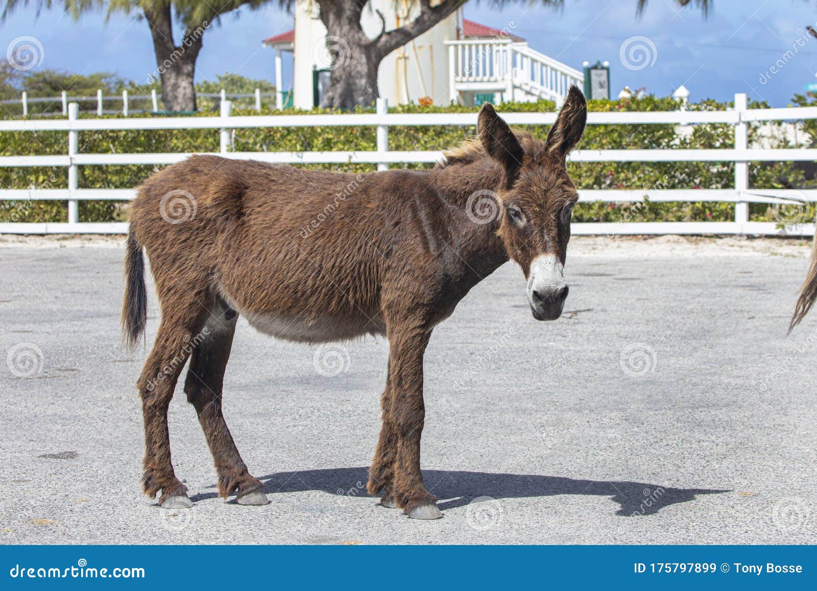 Wild Donkey Roaming Around stock image. Image of donkey - 175797899