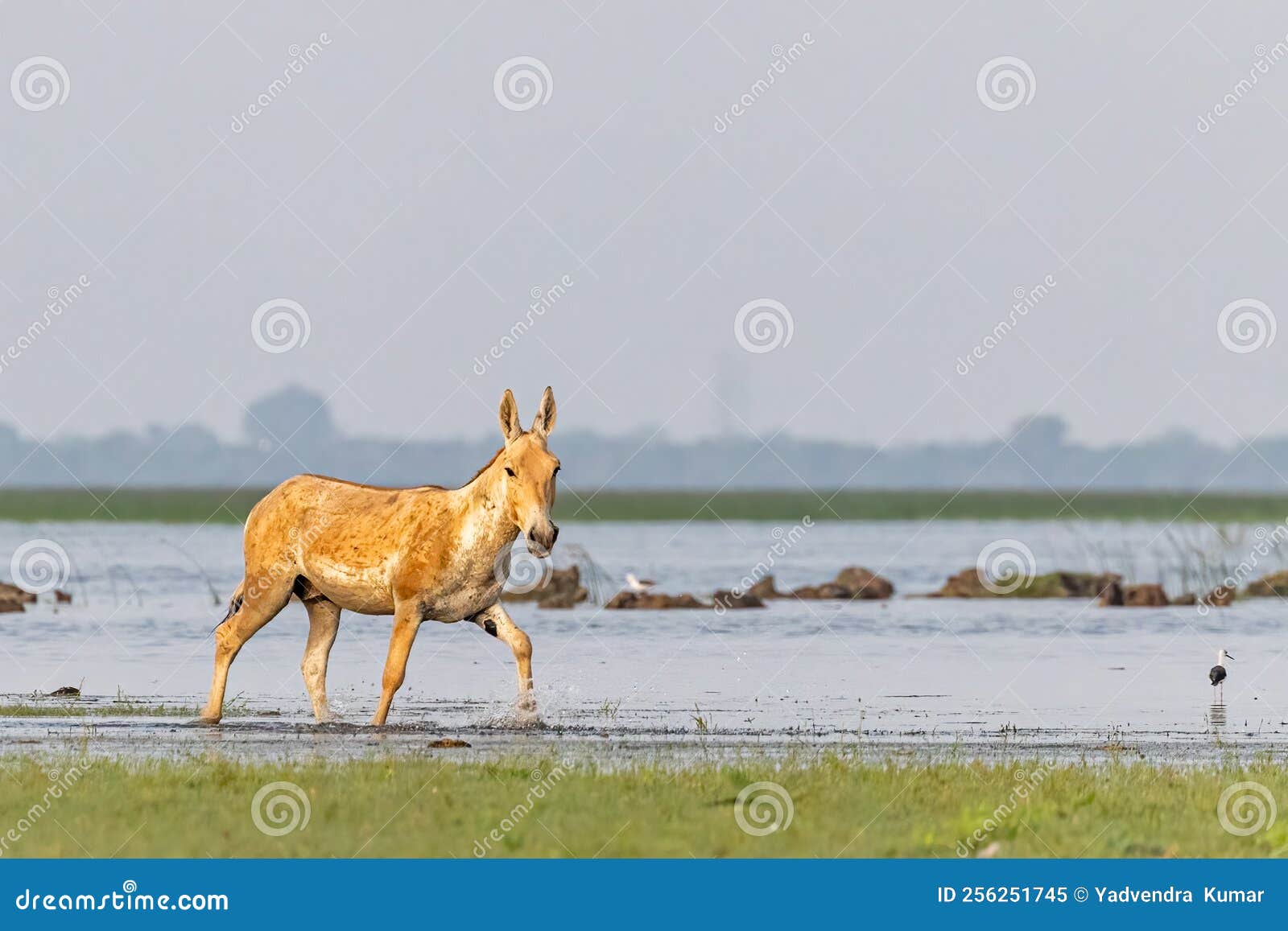 A Wild Donkey Running in Lake Stock Image - Image of landscape, mammal ...