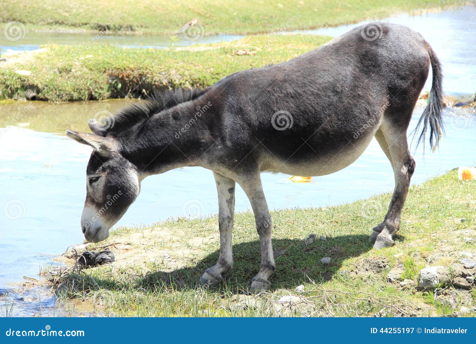 Wild Donkey. stock image. Image of color, food, farm - 44255197