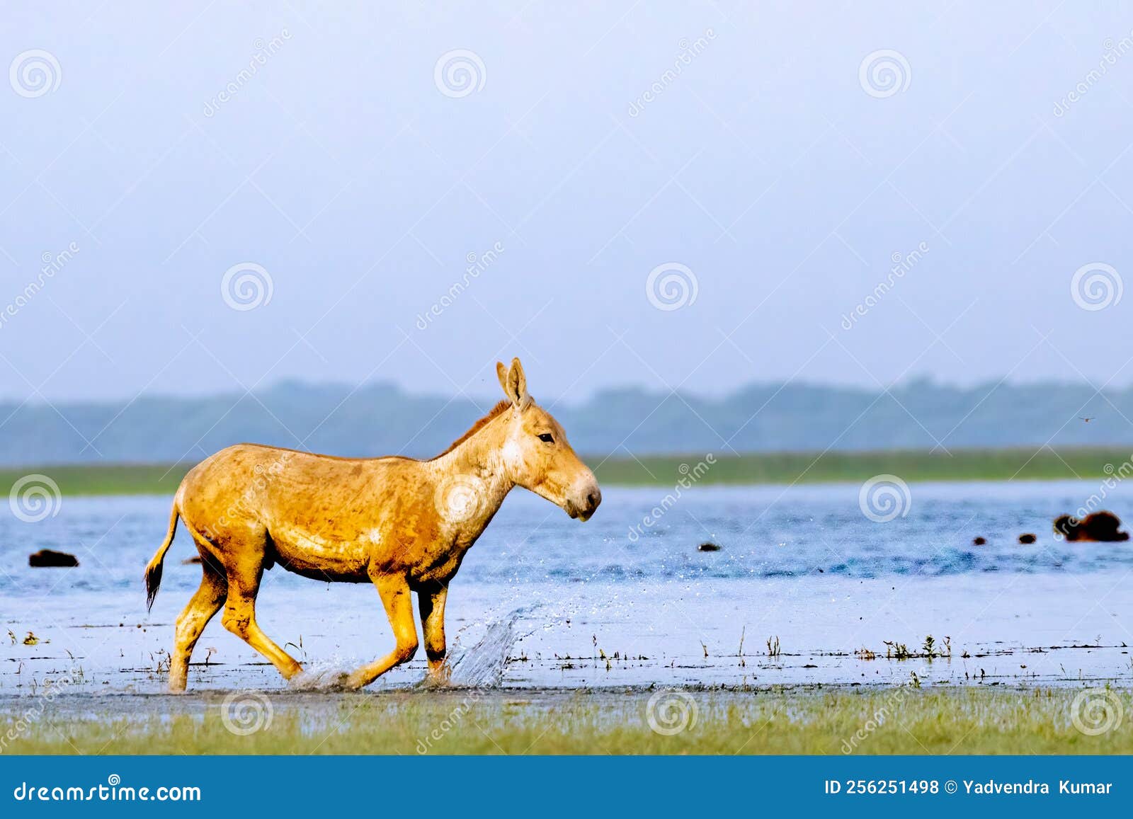 A Wild Donkey Splashing in Lake Water Stock Photo - Image of cold ...
