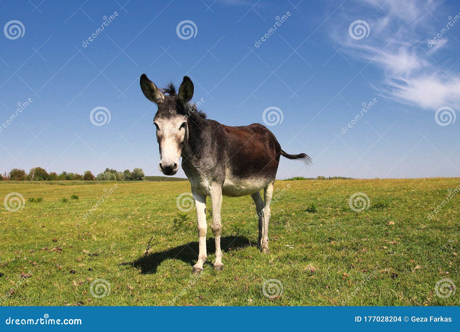 Wild Donkey on the Spring Meadow Stock Photo - Image of colt, green ...