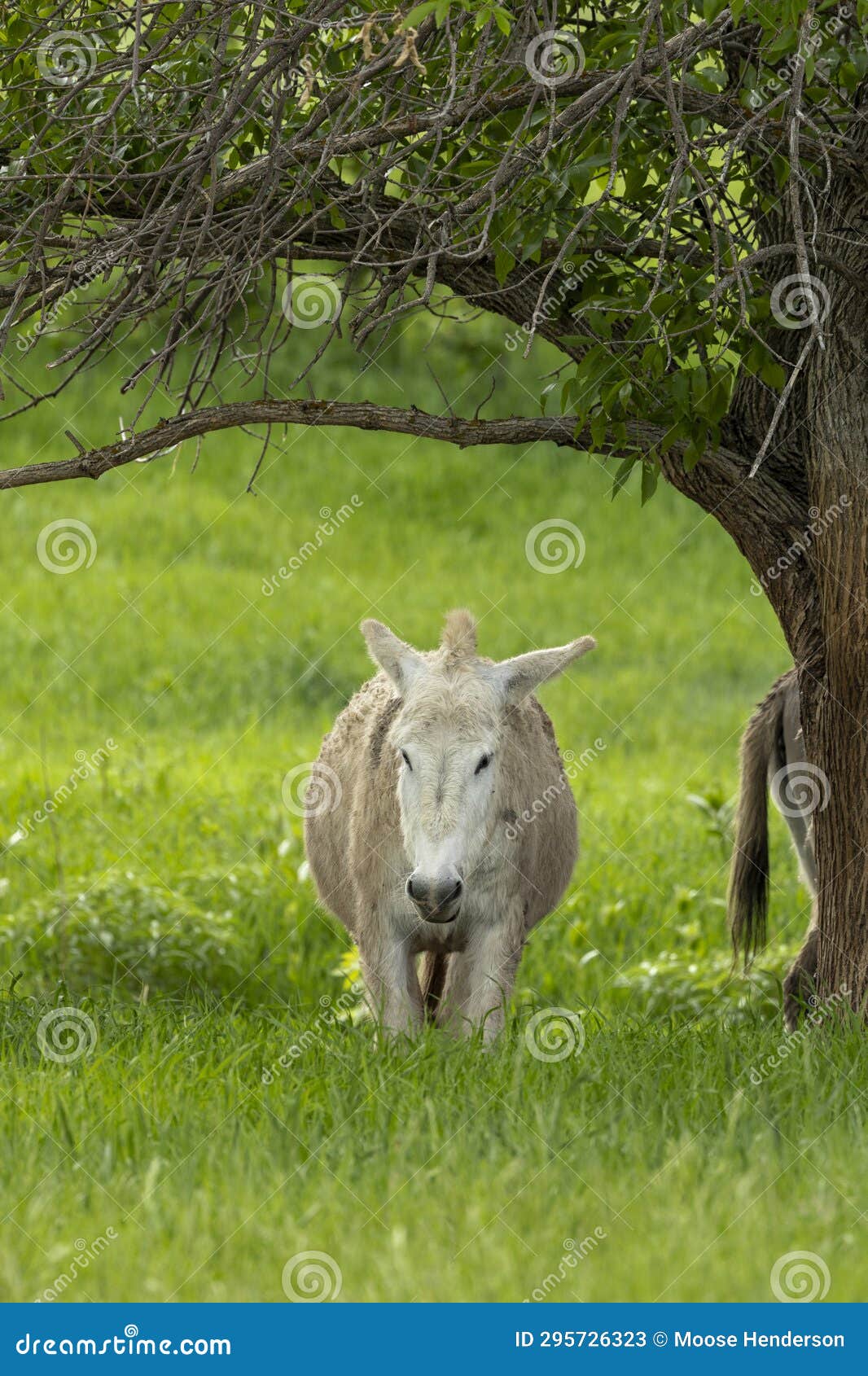 Wild Donkey Under Tree in Grass Stock Image - Image of custer, north ...