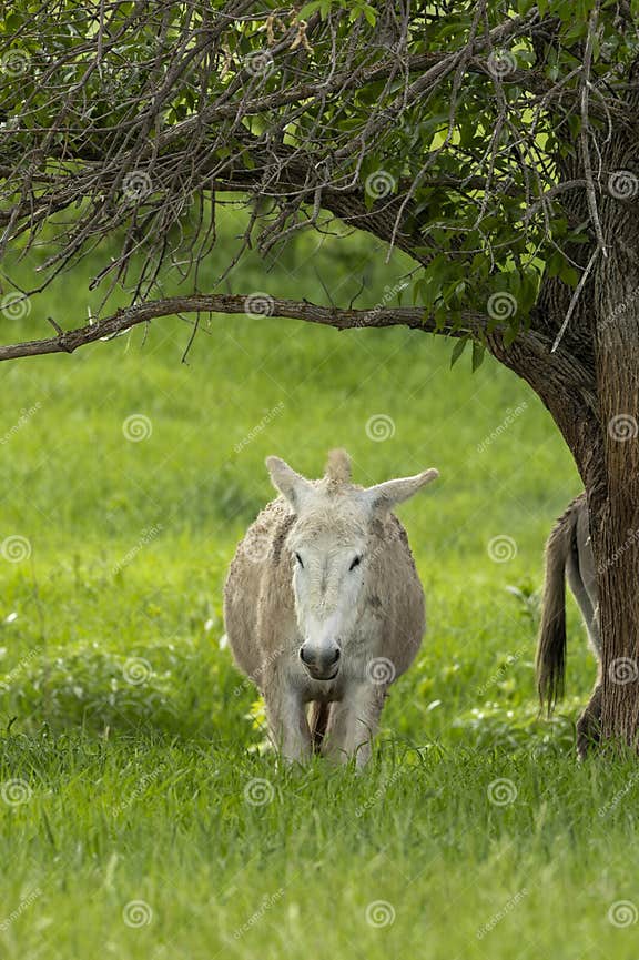 Wild Donkey Under Tree in Grass Stock Image - Image of custer, north ...