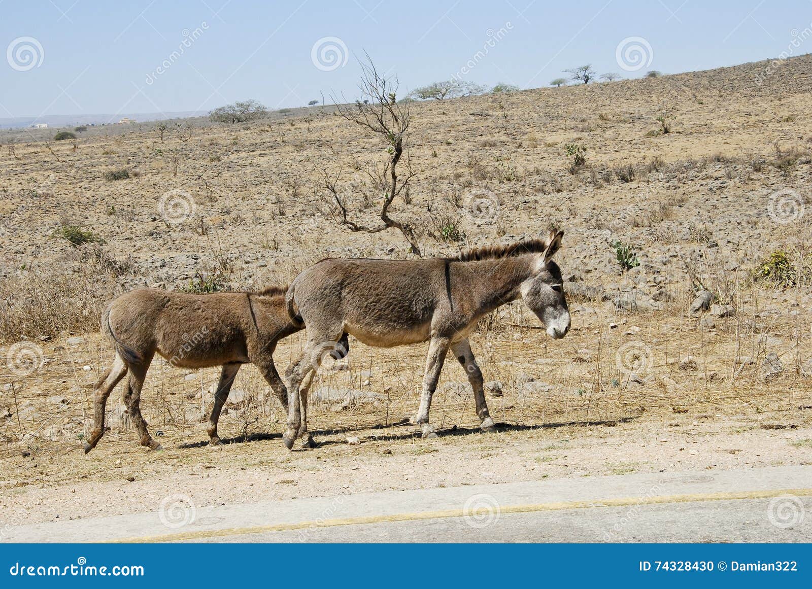 Wild donkeys -Equus asinus stock photo. Image of native - 74328430