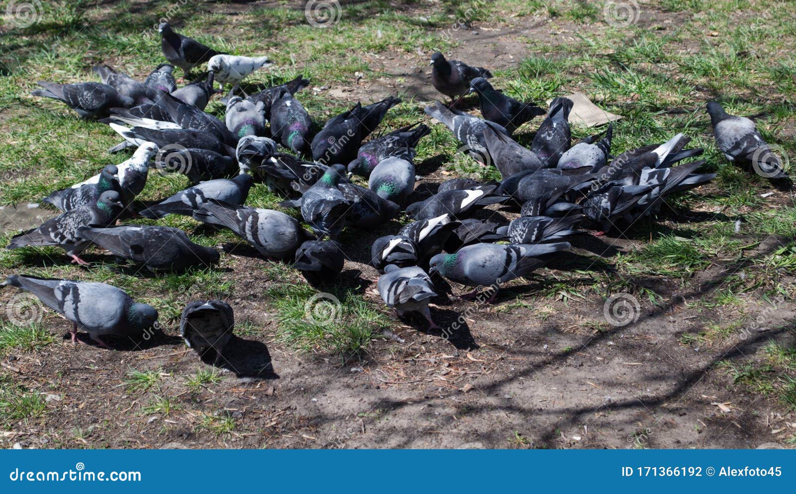Wild Dove. Birds in the City Park Stock Photo - Image of amacr, auml ...