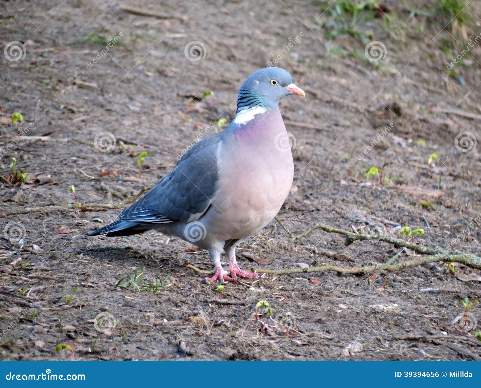 Wild Dove Bird Female Is Sitting In The Nest In The Flower Box Royalty ...