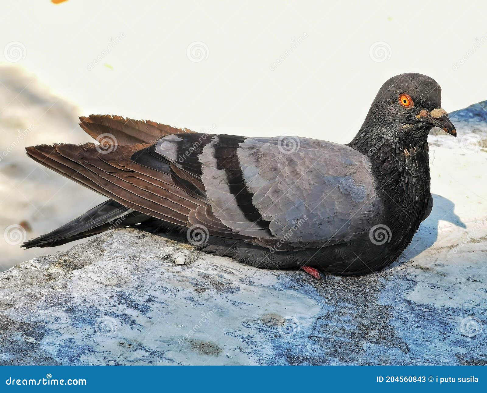 Wild dove lay down stock image. Image of summer, travel - 204560843