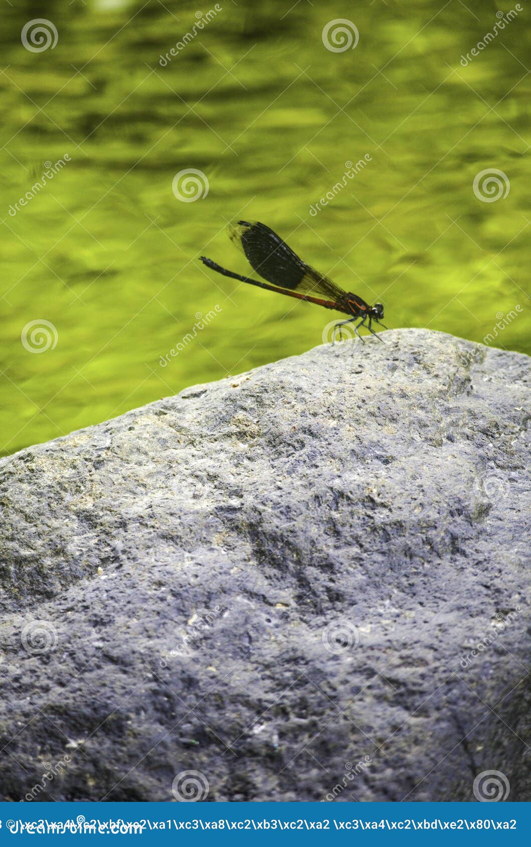 The Wild Dragonfly Rest on the Rock of River Stock Image - Image of ...