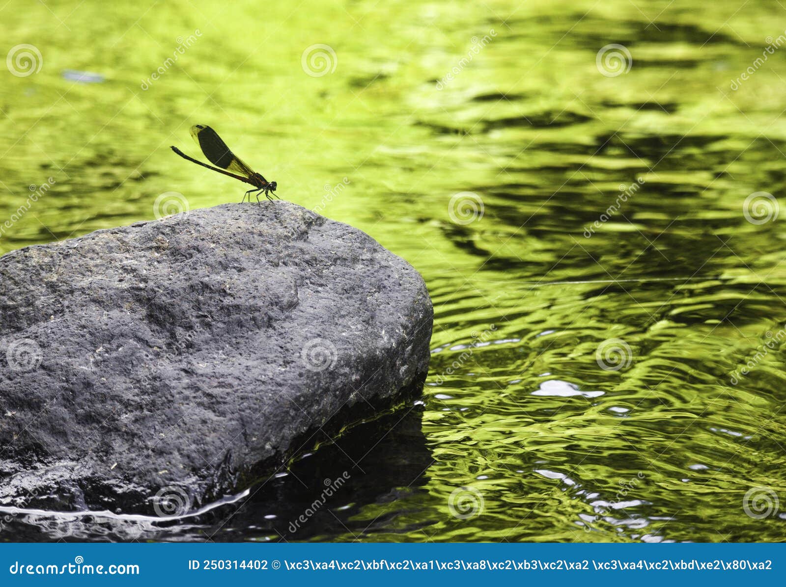 The Wild Dragonfly Rest on the Rock of River Stock Photo - Image of ...
