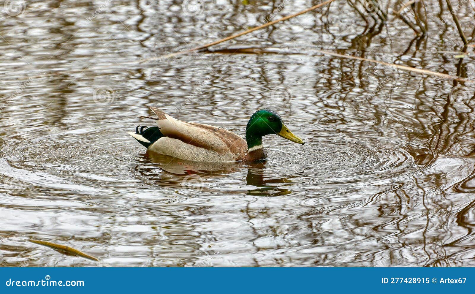 Wild Drake Bird Floating on Water Stock Image - Image of mallard, fowl ...