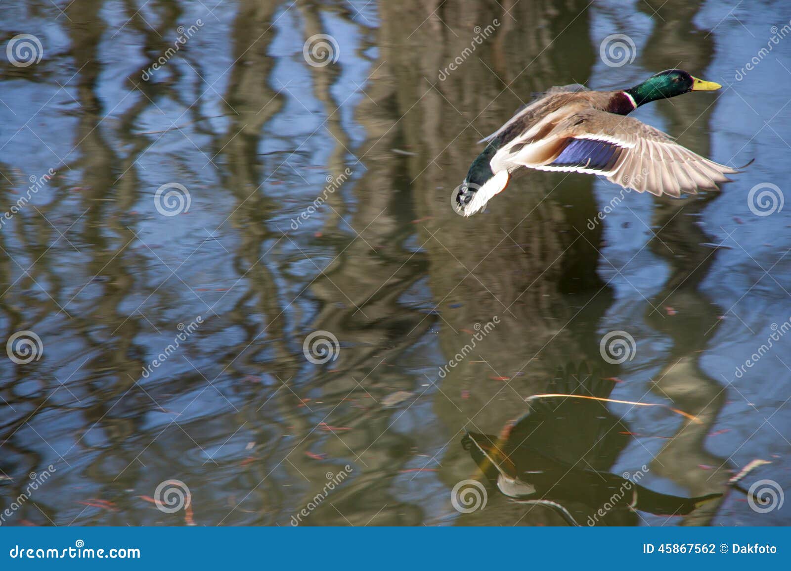 Wild drake stock photo. Image of mallard, blue, male - 45867562