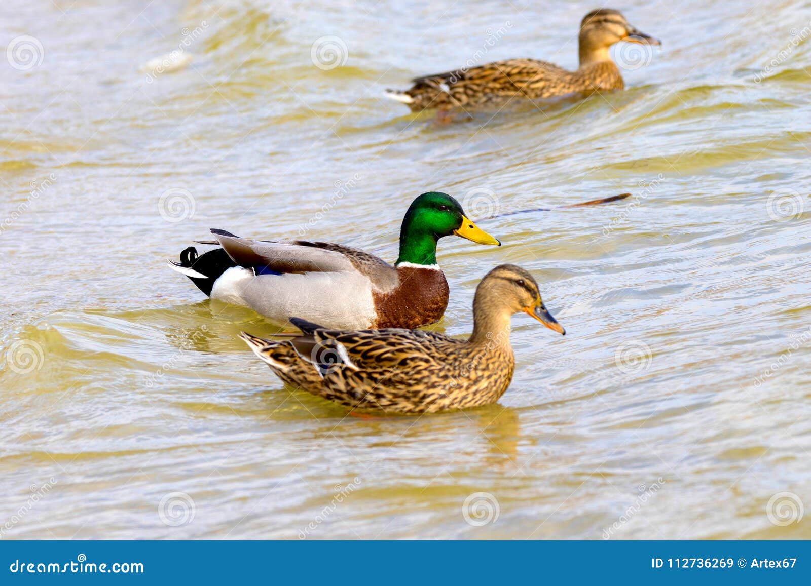 Wild Drake and Ducks Sailing Along the River Stock Image - Image of ...