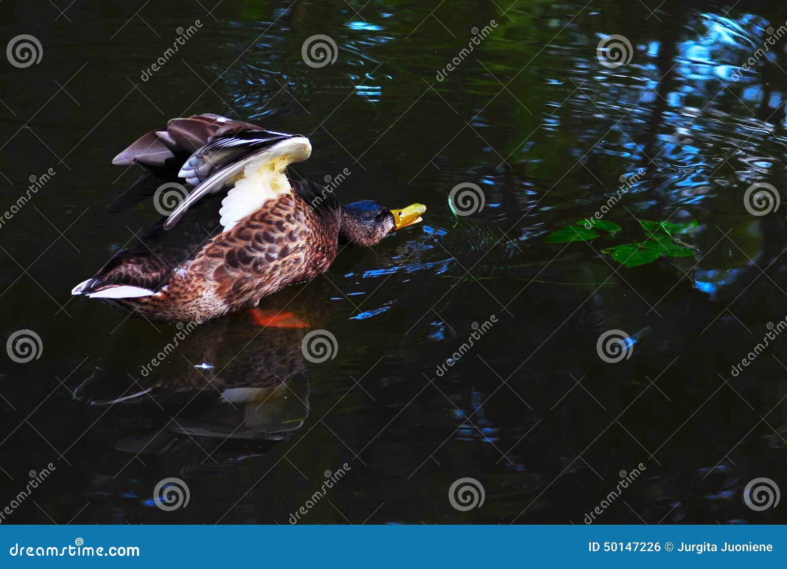 Wild drake stock photo. Image of summer, ornithology - 50147226