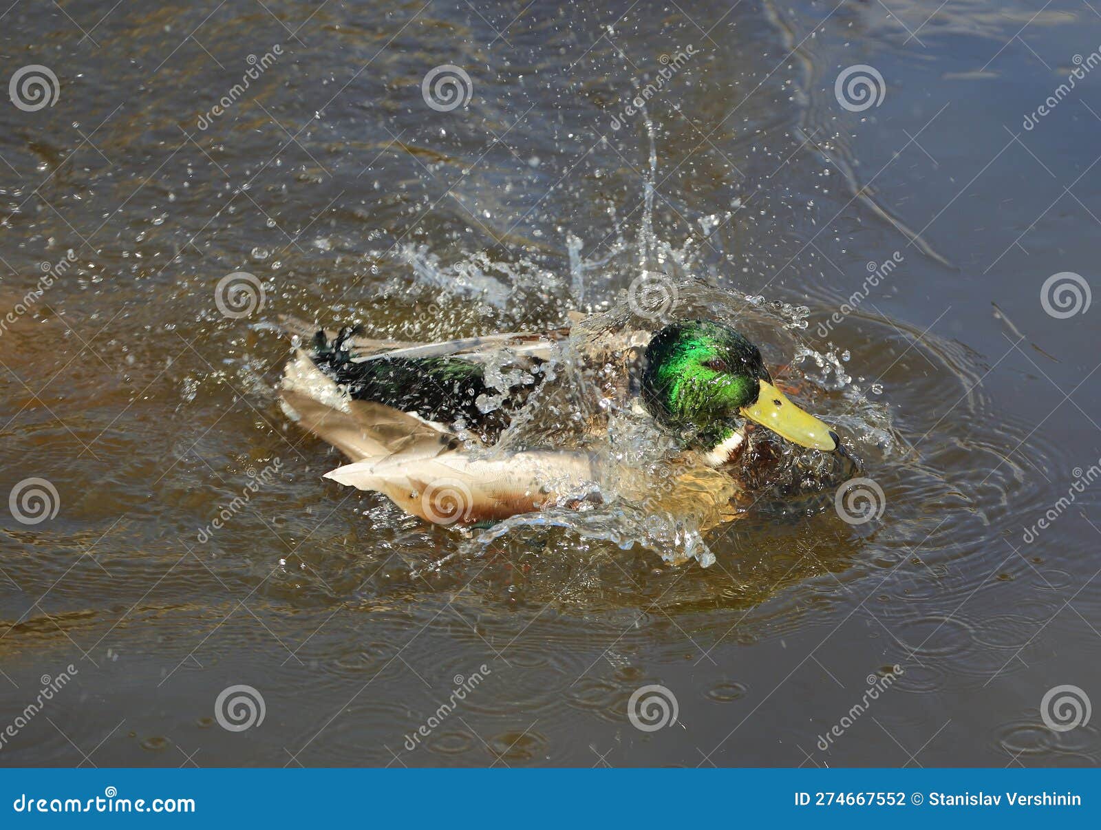 Wild Drake with Splashes Bathing in the River Stock Photo - Image of ...