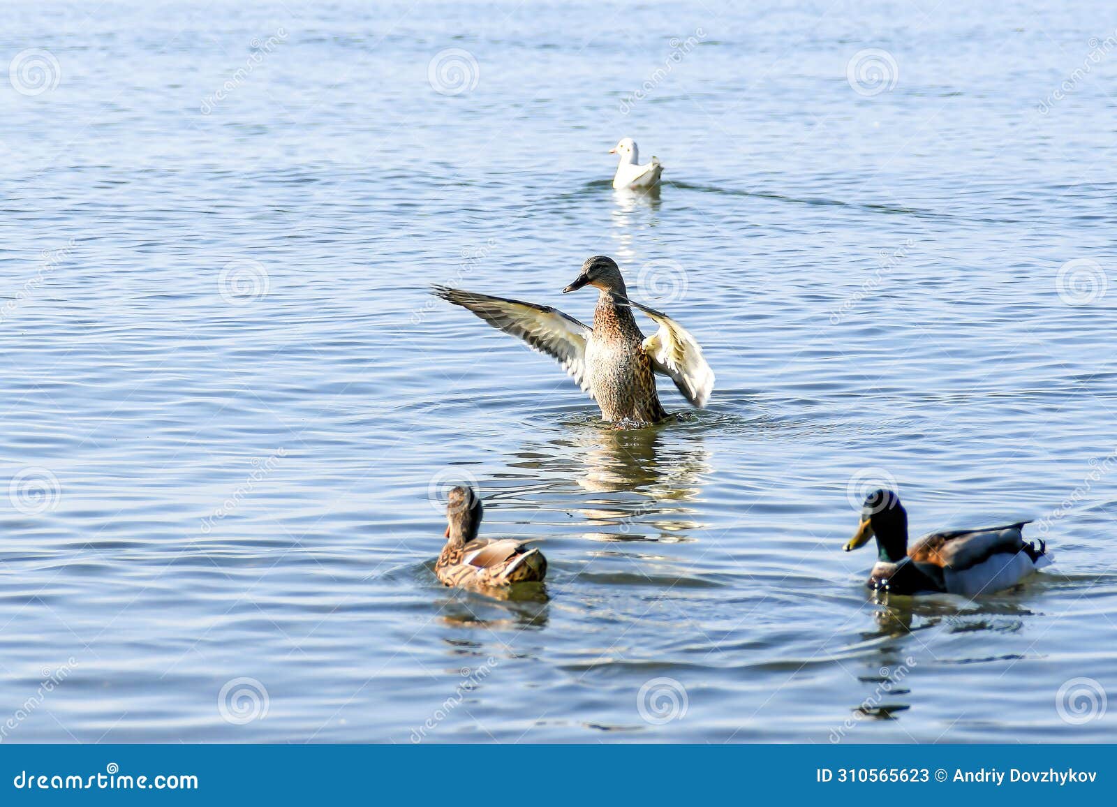 A Wild Drake on the Water Spread Its Wings among the Other Ducks Stock ...