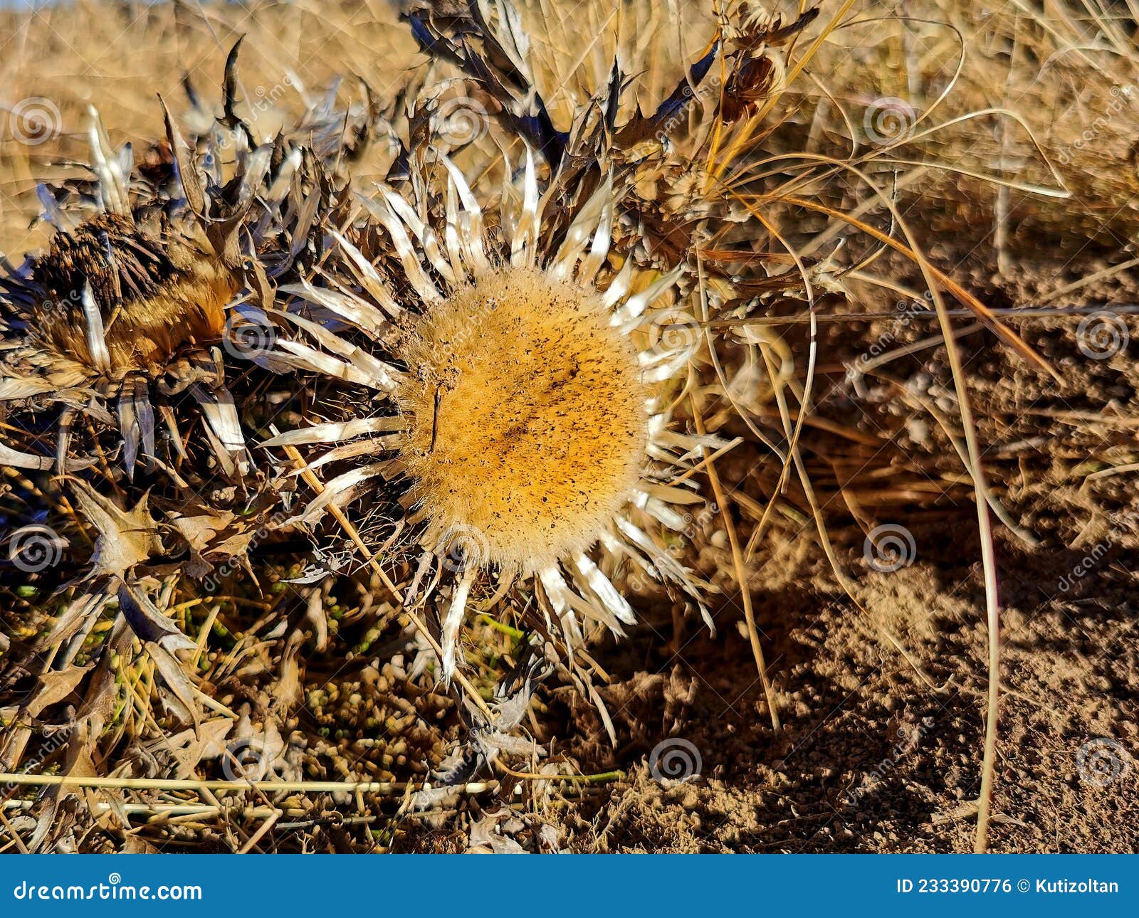 Wild dry flower stock photo. Image of floral, summer - 233390776