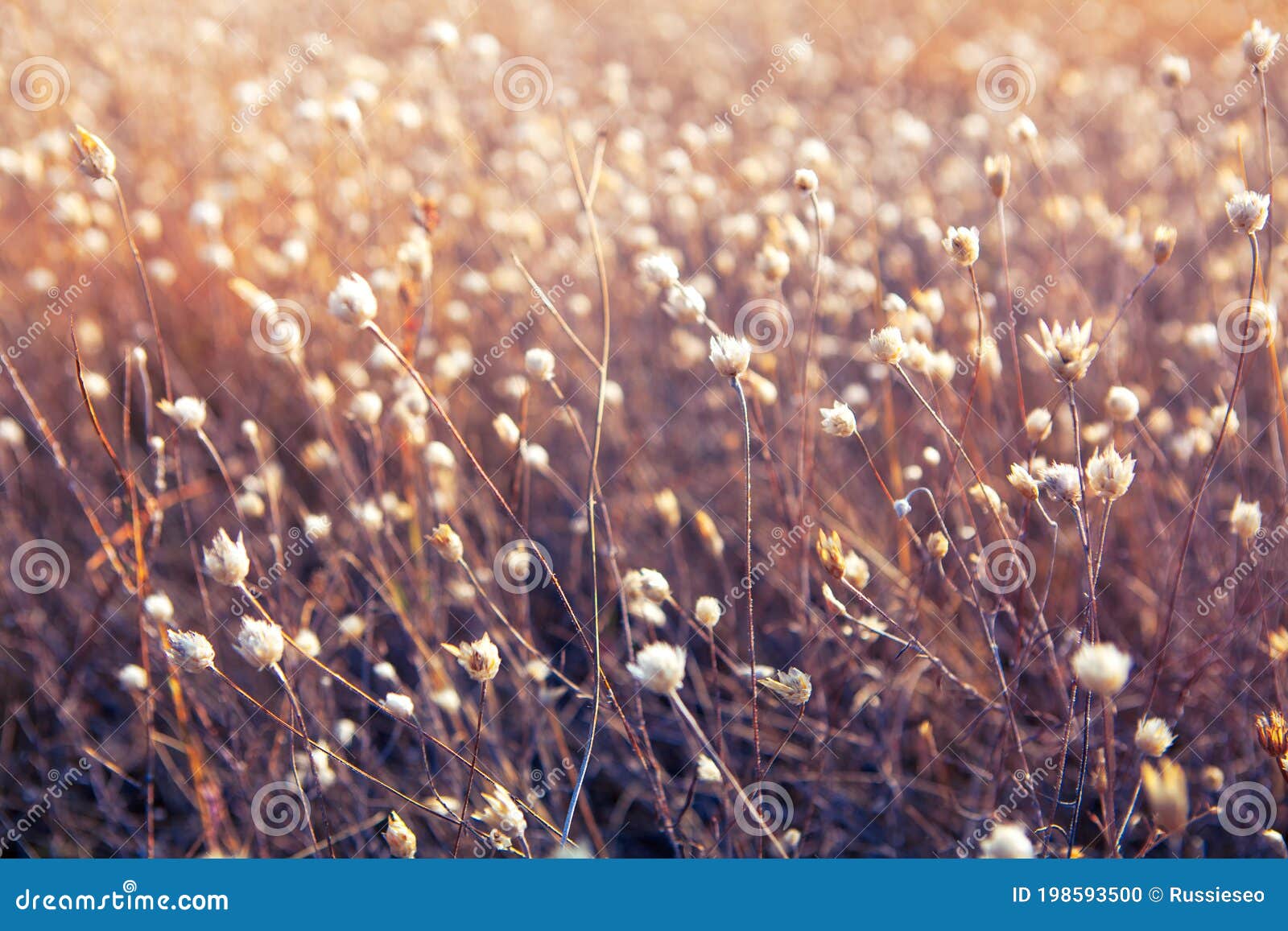 Wild Dry Flowers Background Stock Photo - Image of autumn, flora: 198593500