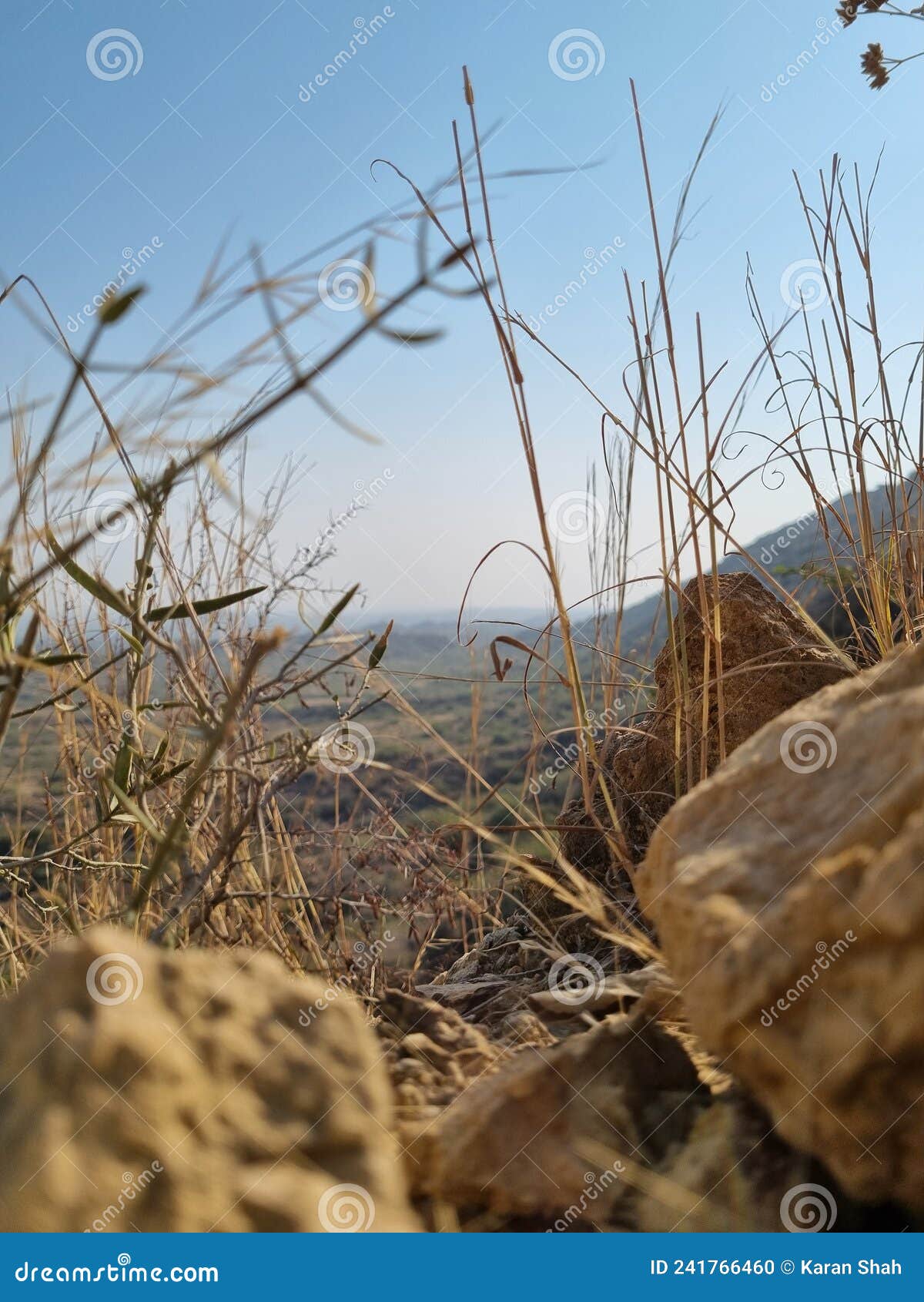 Wild Dry Grass on the Top of the Mountain Stock Photo - Image of ...